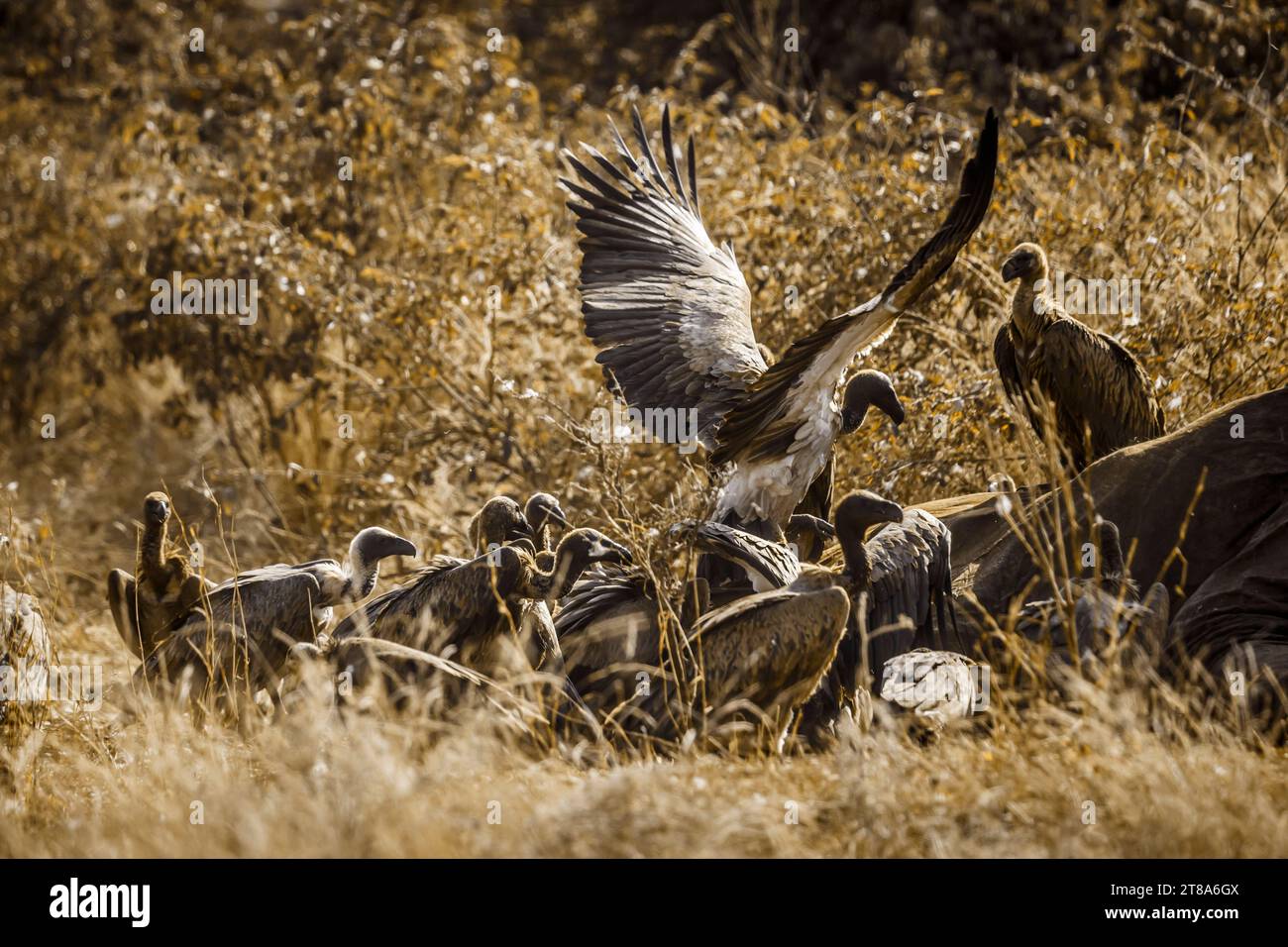 White backed Vulture scavenging on dead elephant carcass in Kruger ...