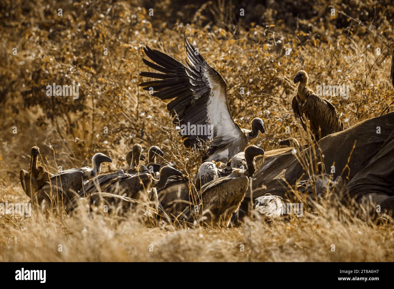 White backed Vulture scavenging on dead elephant carcass in Kruger ...