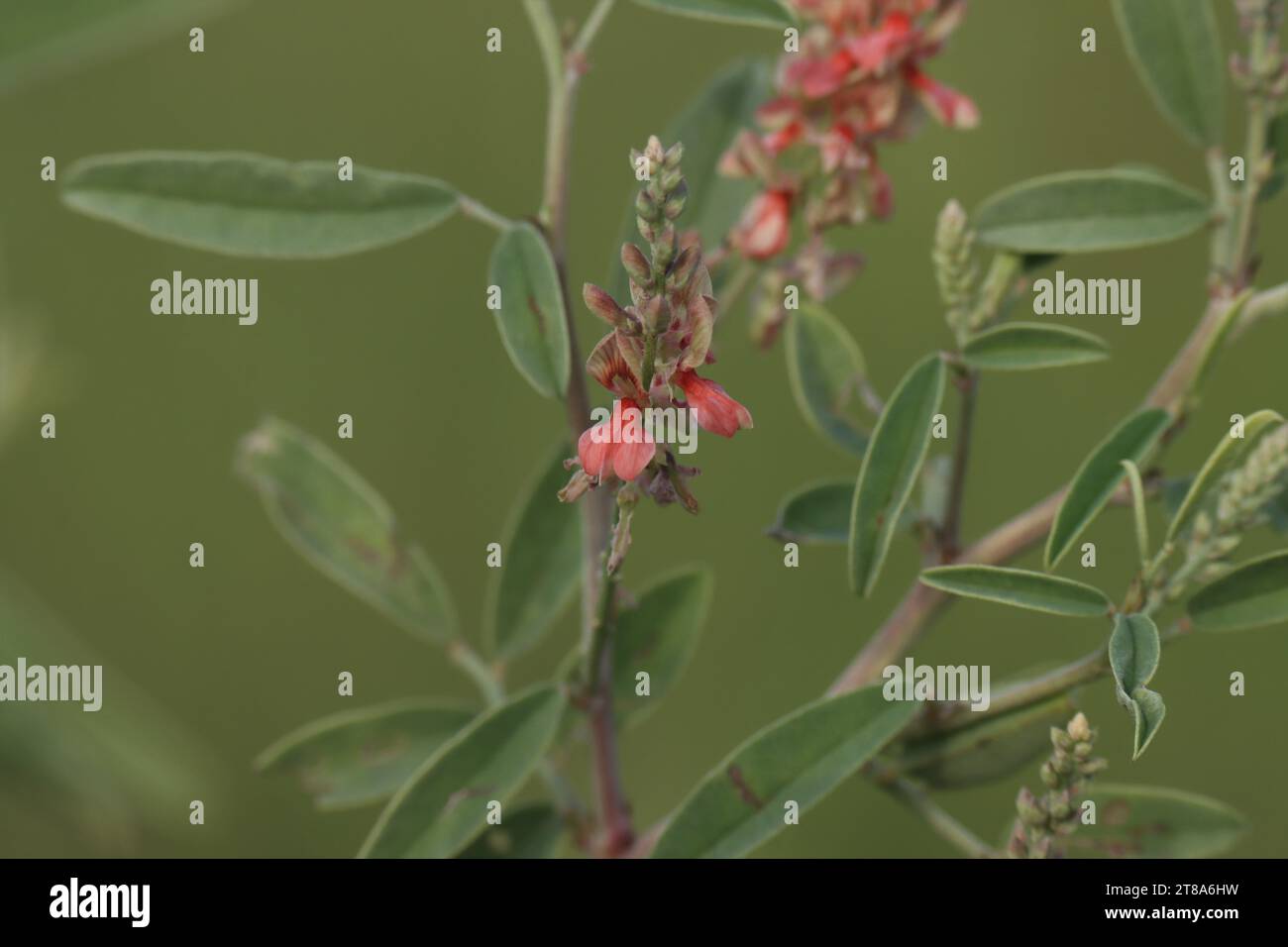 Closeup of Indigofera oblongifolia, jhil herb. Beautiful branches and ...