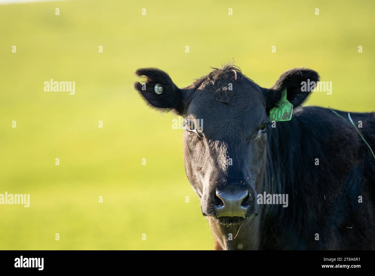 angus cow in a field close up in australia Stock Photo - Alamy