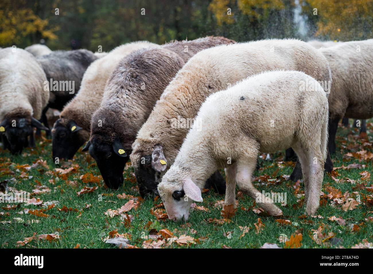 Nuremberg, Germany. 19th Nov, 2023. Sheep graze on the Wöhrder Wiese ...