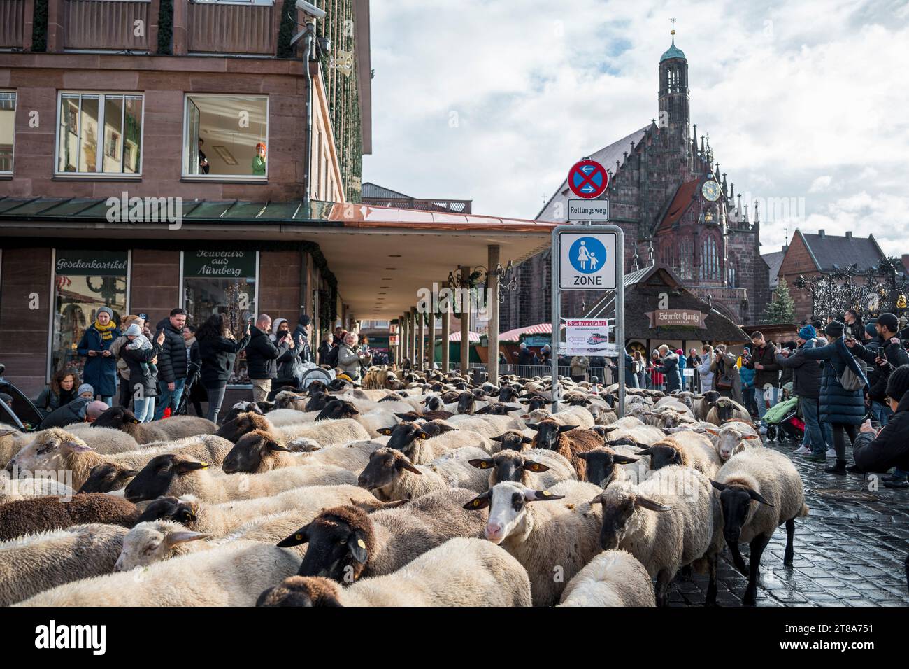 Nuremberg, Germany. 19th Nov, 2023. The flock of sheep crosses the main ...