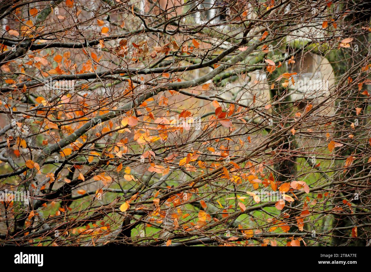 Copenhagen, Denmark /19 November 2023/Fall clolour leave and tree in ...