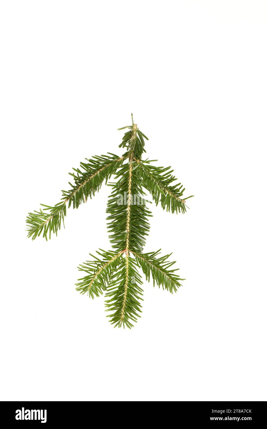 Spruce branch isolated on white background. High resolution photo. Full ...
