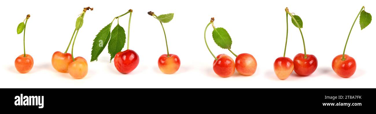 Collection of light red different sweet cherries with green leaf, side ...