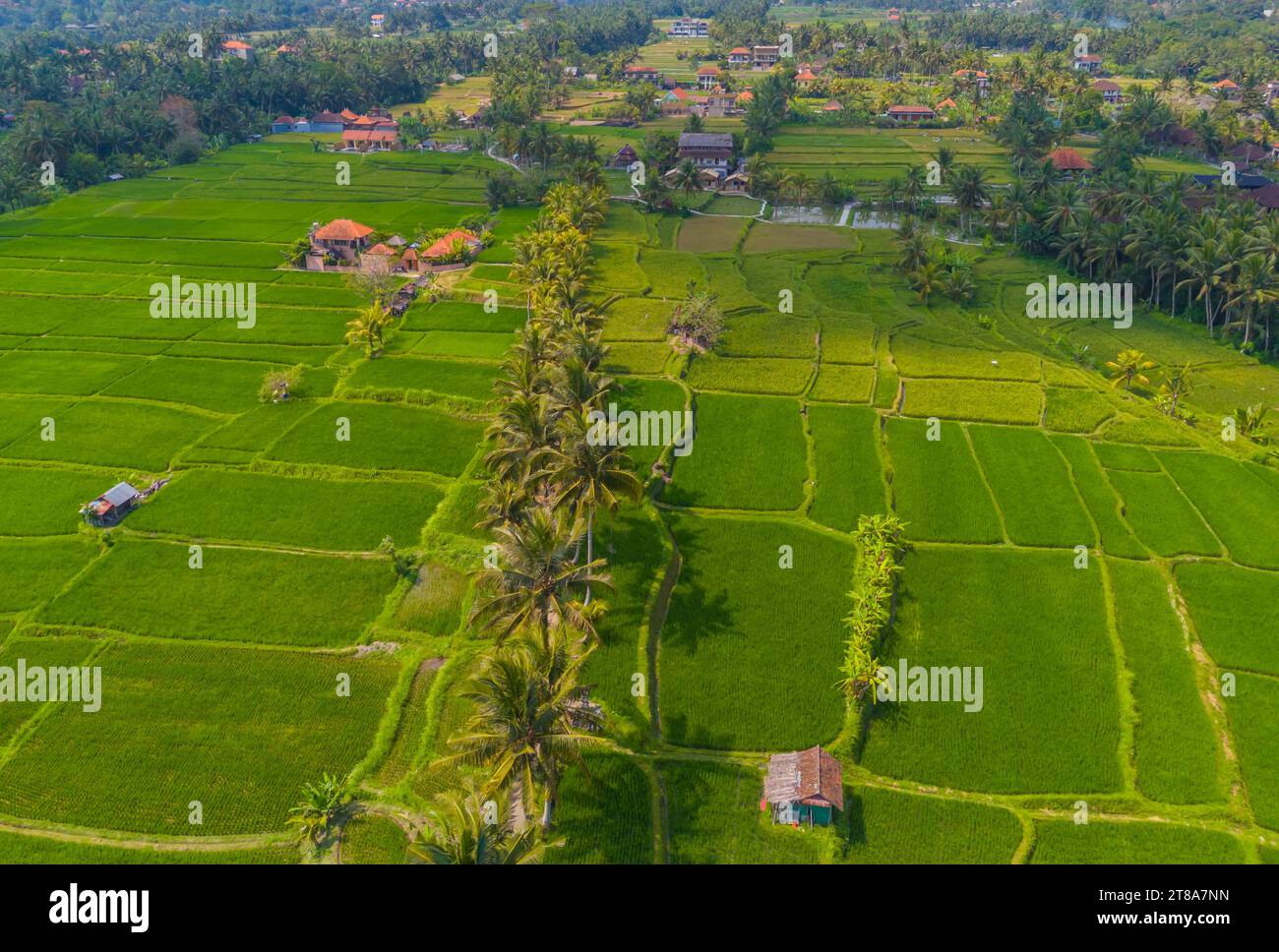 Aerial scenic drone view over rice fields in Bali island. Green rice ...