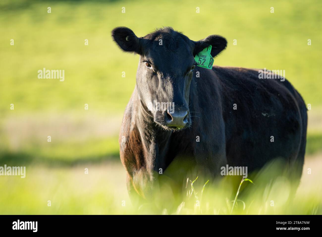 Dairy bull australia new zealand hi-res stock photography and images ...