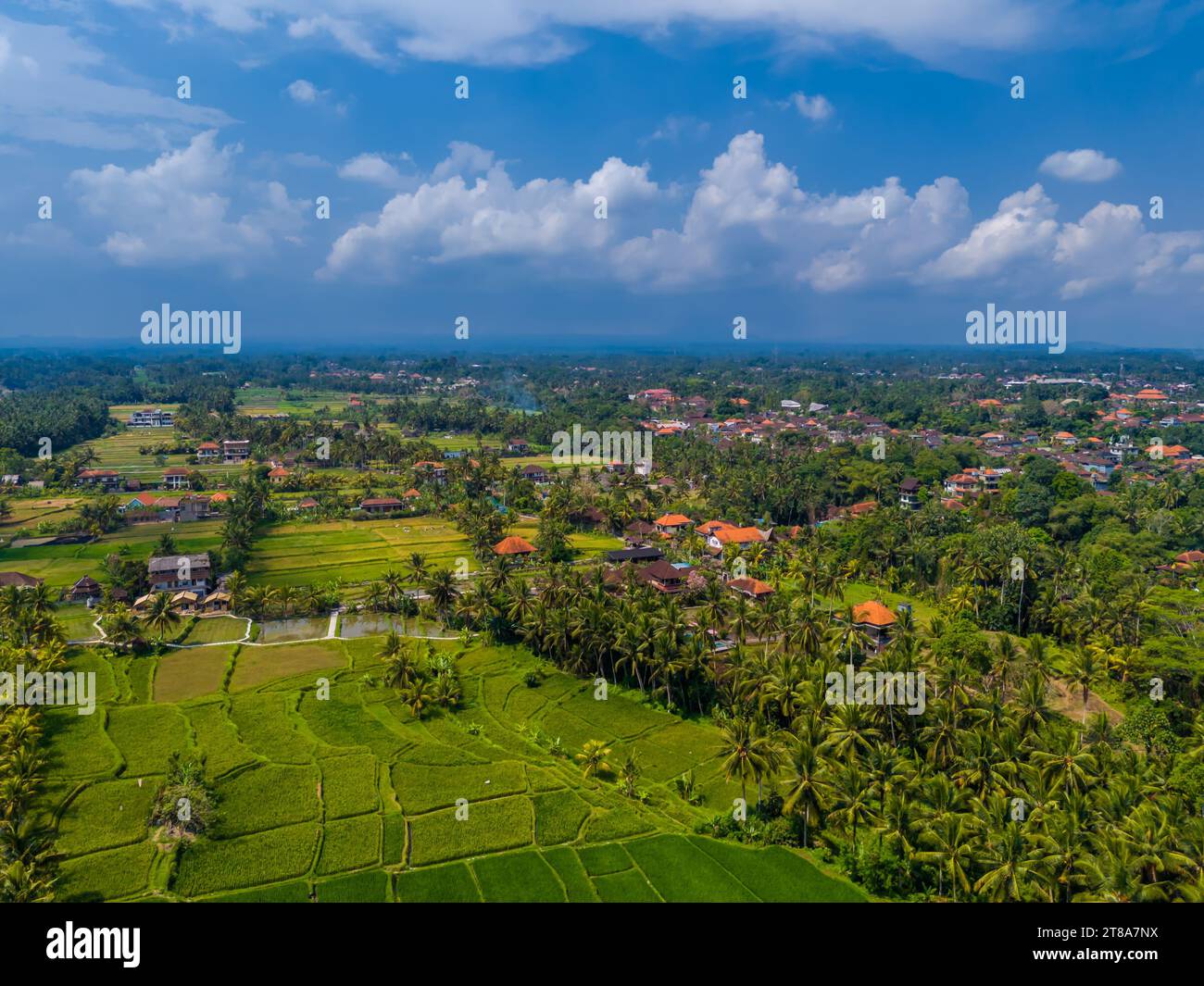 Aerial drone view of green rice fields in Ubud, Bali island, Indonesia ...
