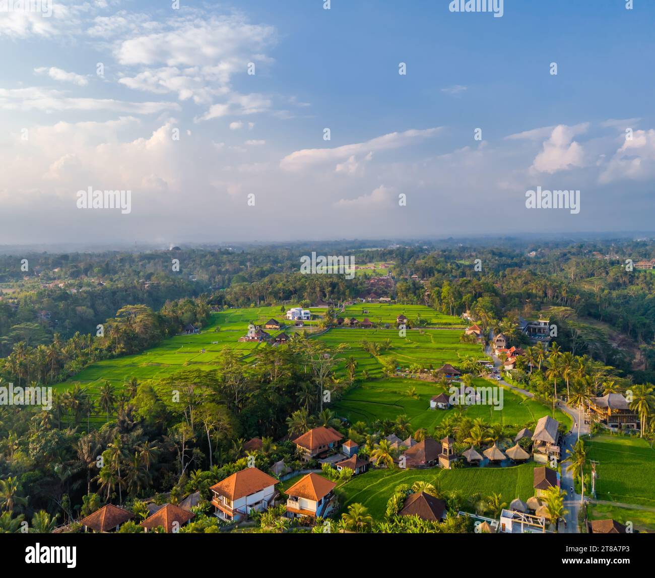 Aerial drone view of green rice fields in Ubud, Bali island, Indonesia ...