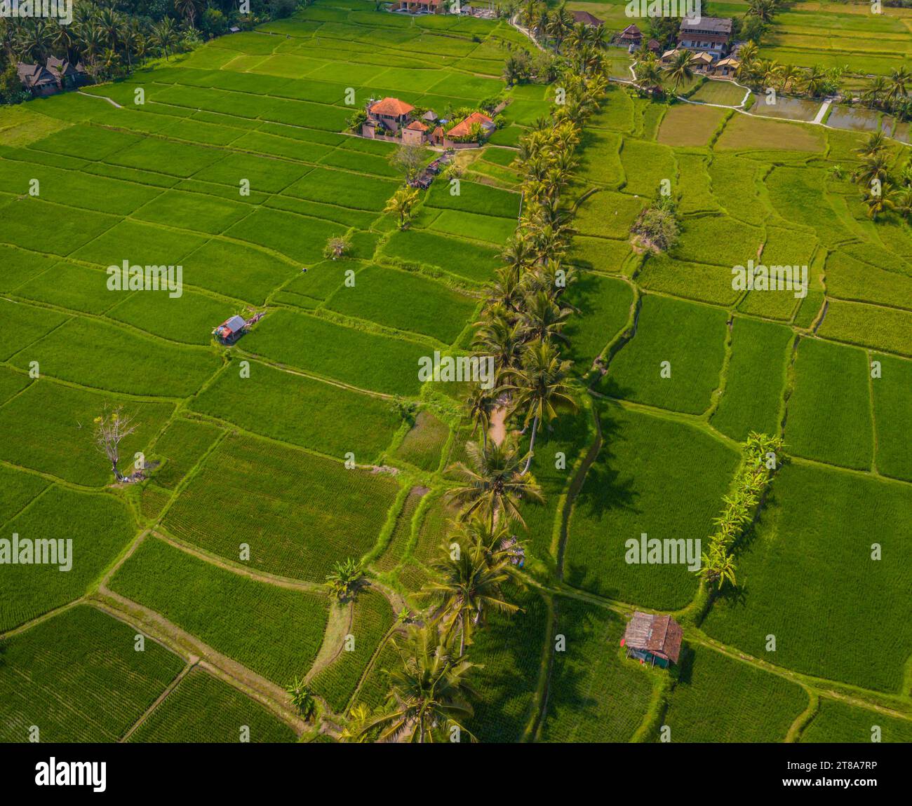 Aerial scenic drone view over rice fields in Bali island. Green rice ...