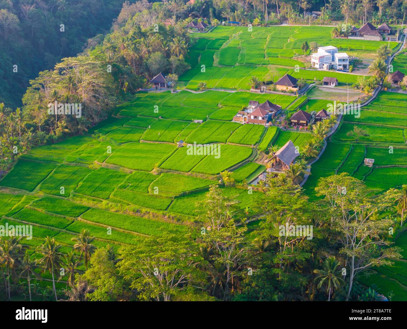 Aerial drone view of green rice fields in Ubud, Bali island, Indonesia ...