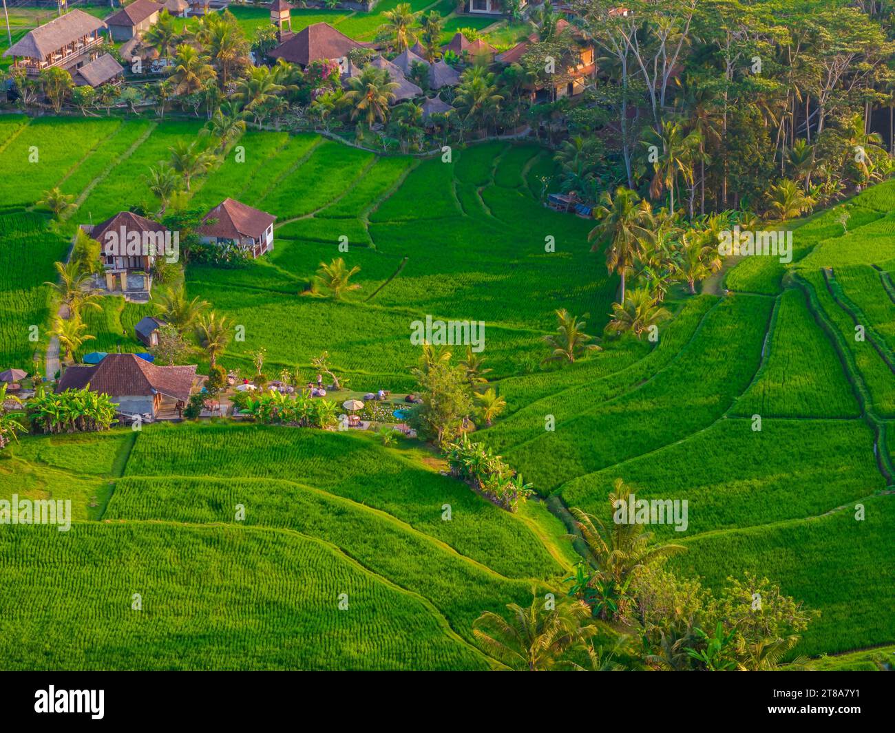 Aerial drone view of green rice fields in Ubud, Bali island, Indonesia ...