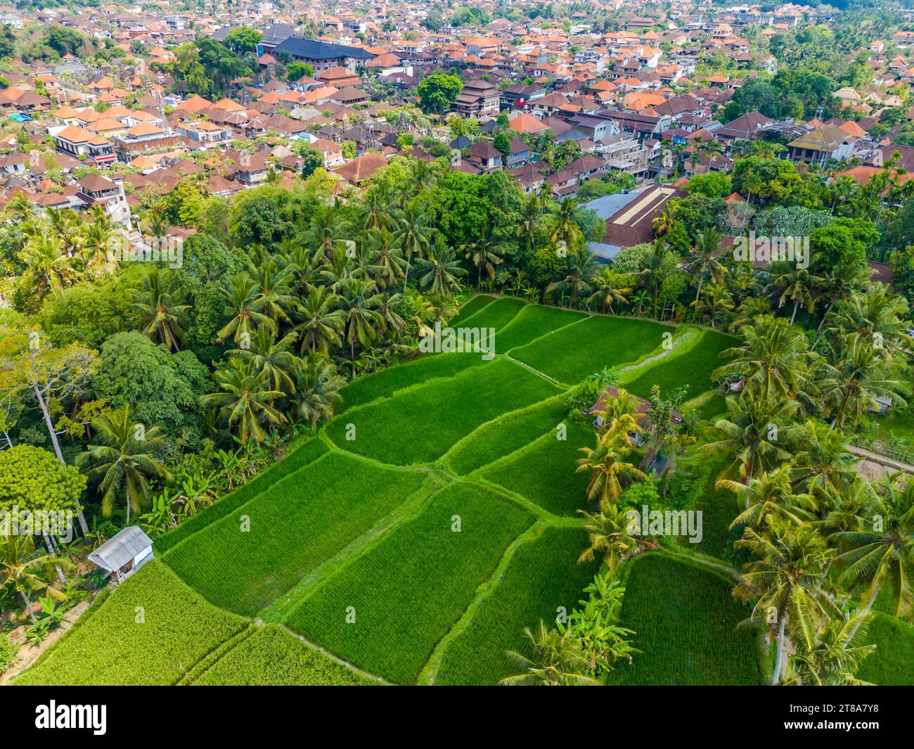 Aerial drone view of rice fields and Ubud city, Bali island, Indonesia ...