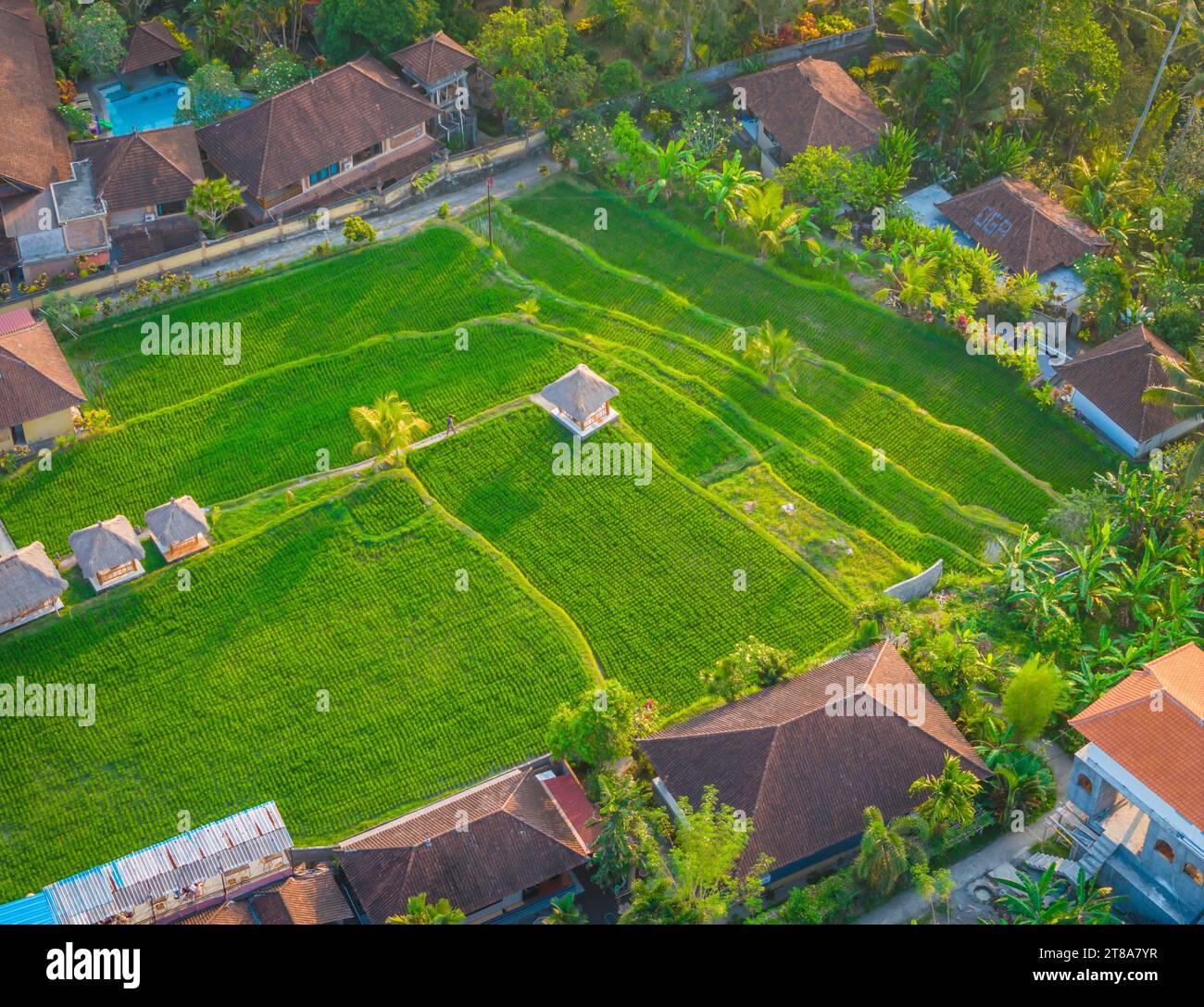 Aerial drone view of green rice fields in Ubud, Bali island, Indonesia ...