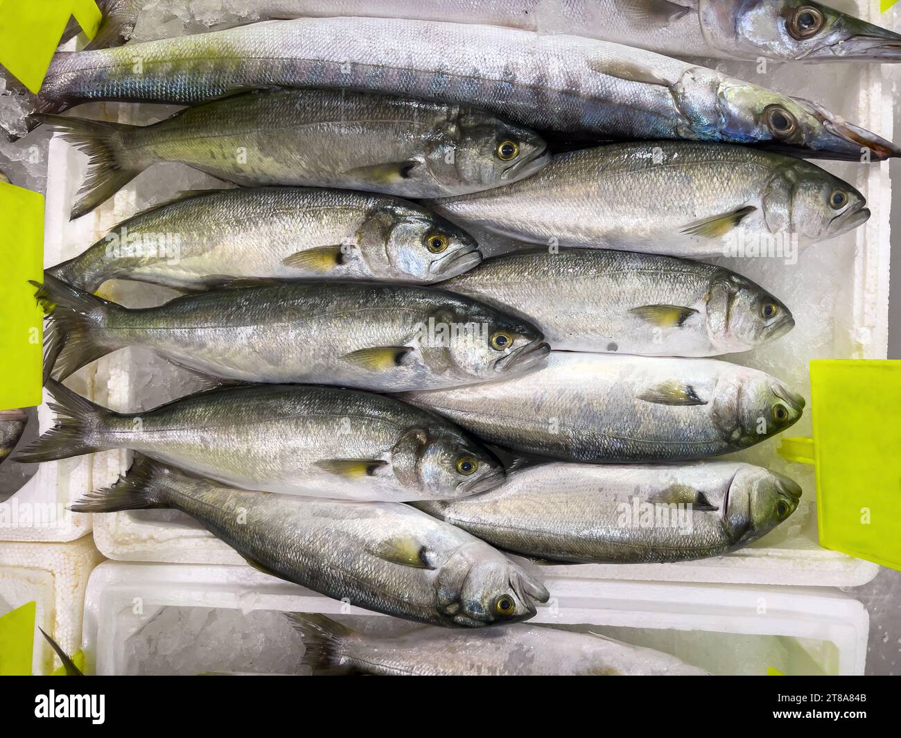 Freshly caught bluefish lined up on the counter at the fish market ...