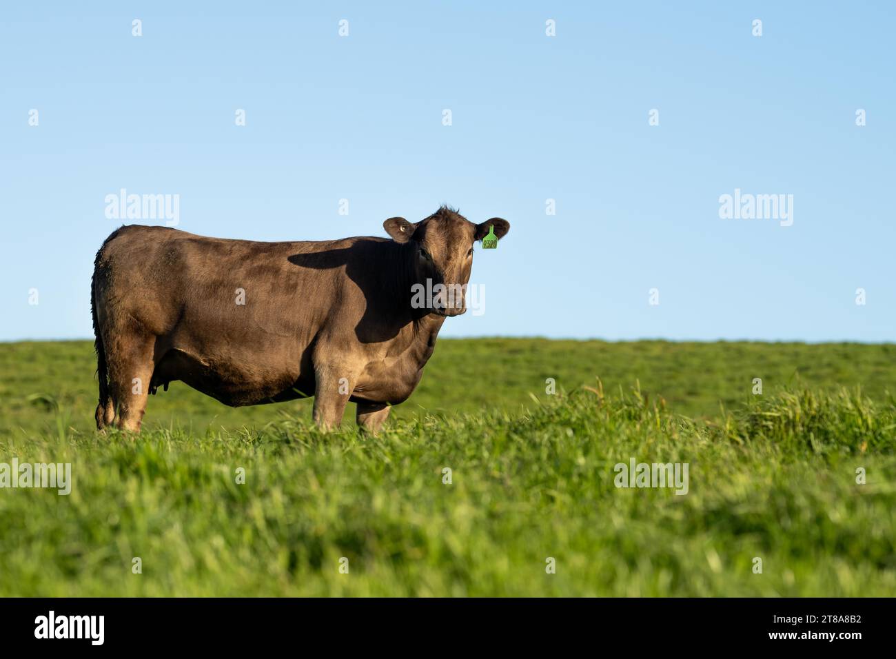 australian farming landscape in springtime with angus and murray grey ...