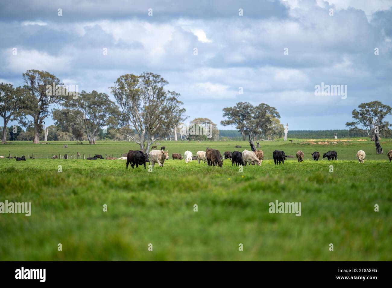 australian farming landscape in springtime with angus and murray grey ...