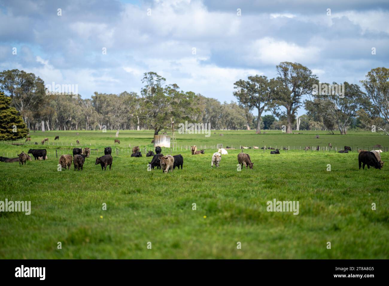 australian farming landscape in springtime with angus and murray grey ...