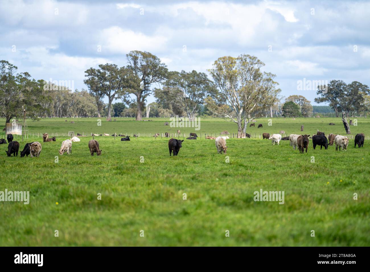 australian farming landscape in springtime with angus and murray grey ...