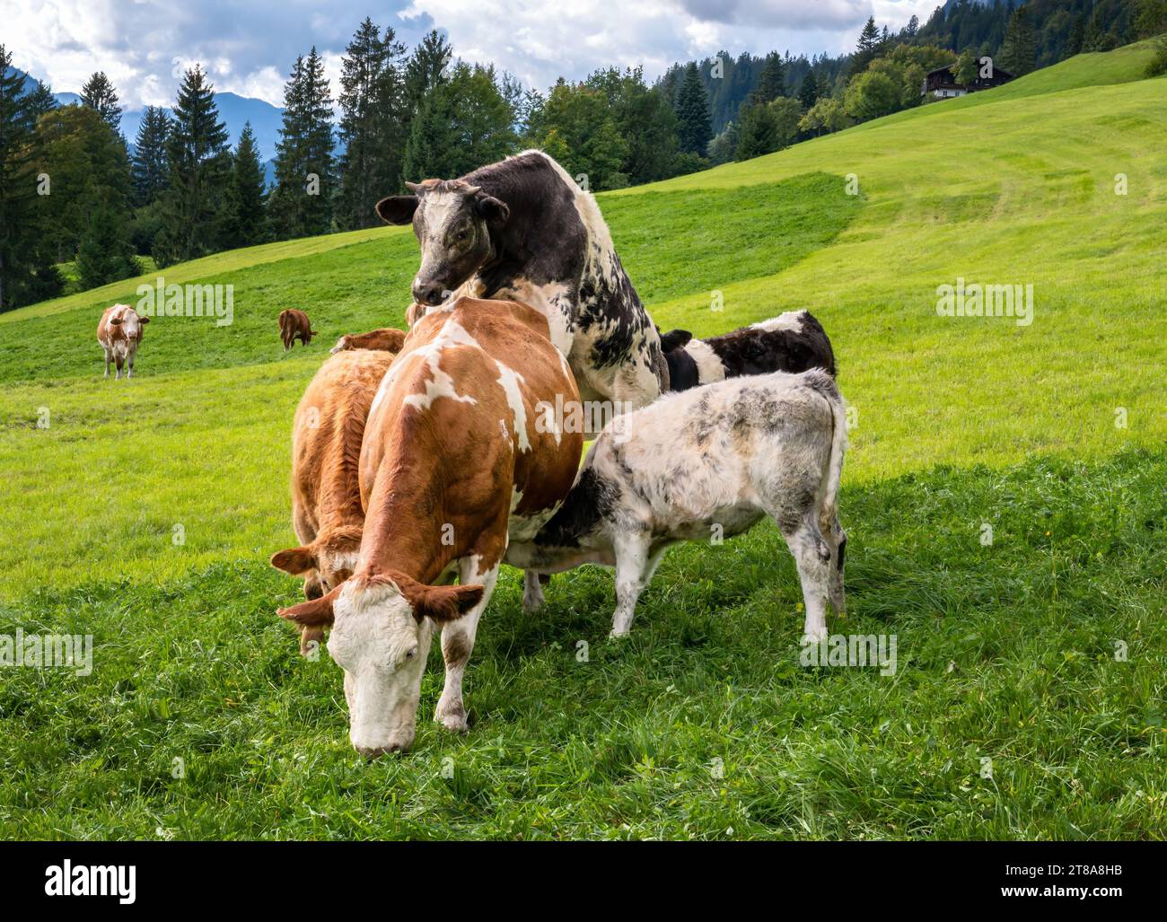 Happy cows hi-res stock photography and images - Alamy
