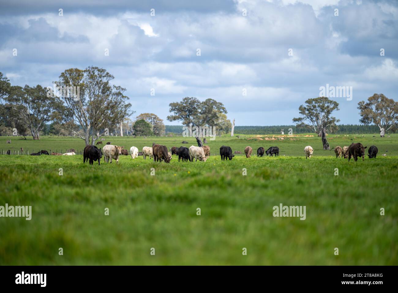 australian farming landscape in springtime with angus and murray grey ...
