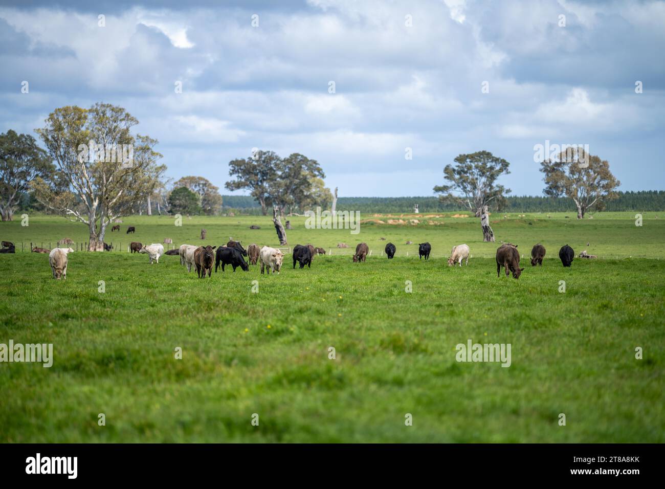 australian farming landscape in springtime with angus and murray grey ...