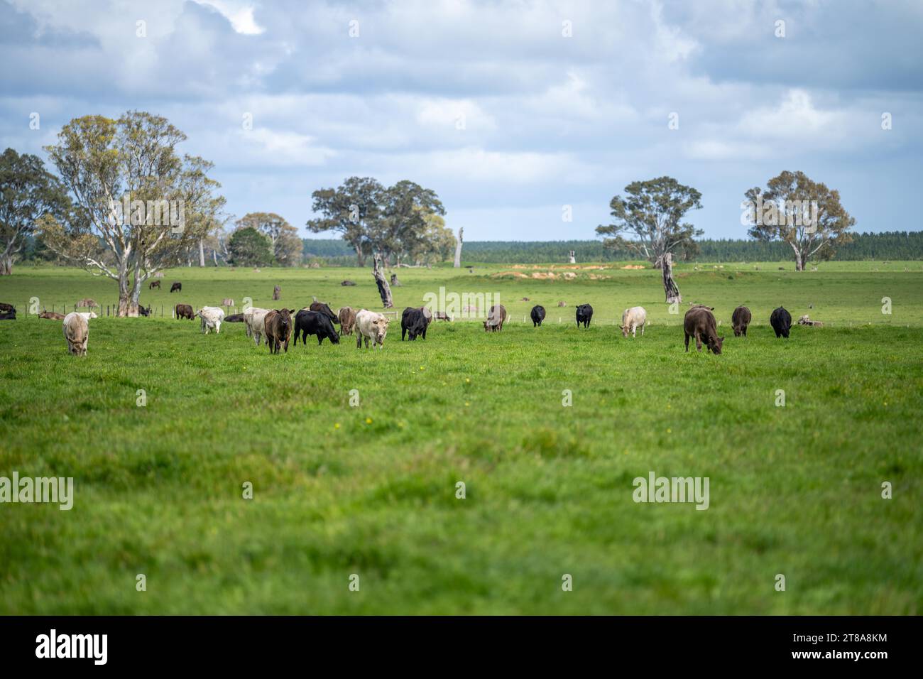 australian farming landscape in springtime with angus and murray grey ...