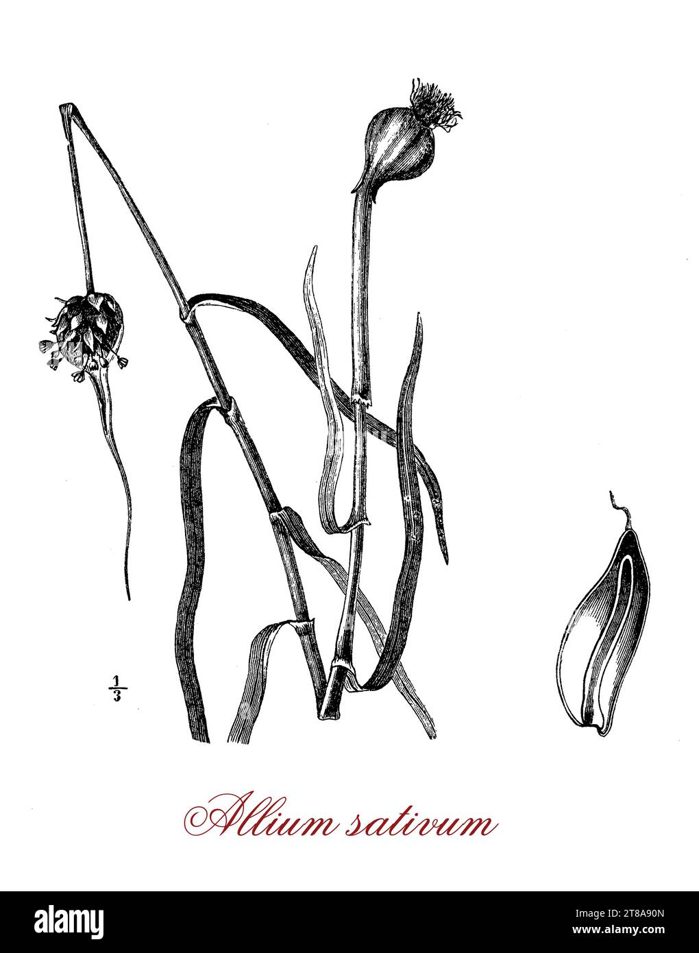Allium sativum botanical illustration Cut Out Stock Images & Pictures ...