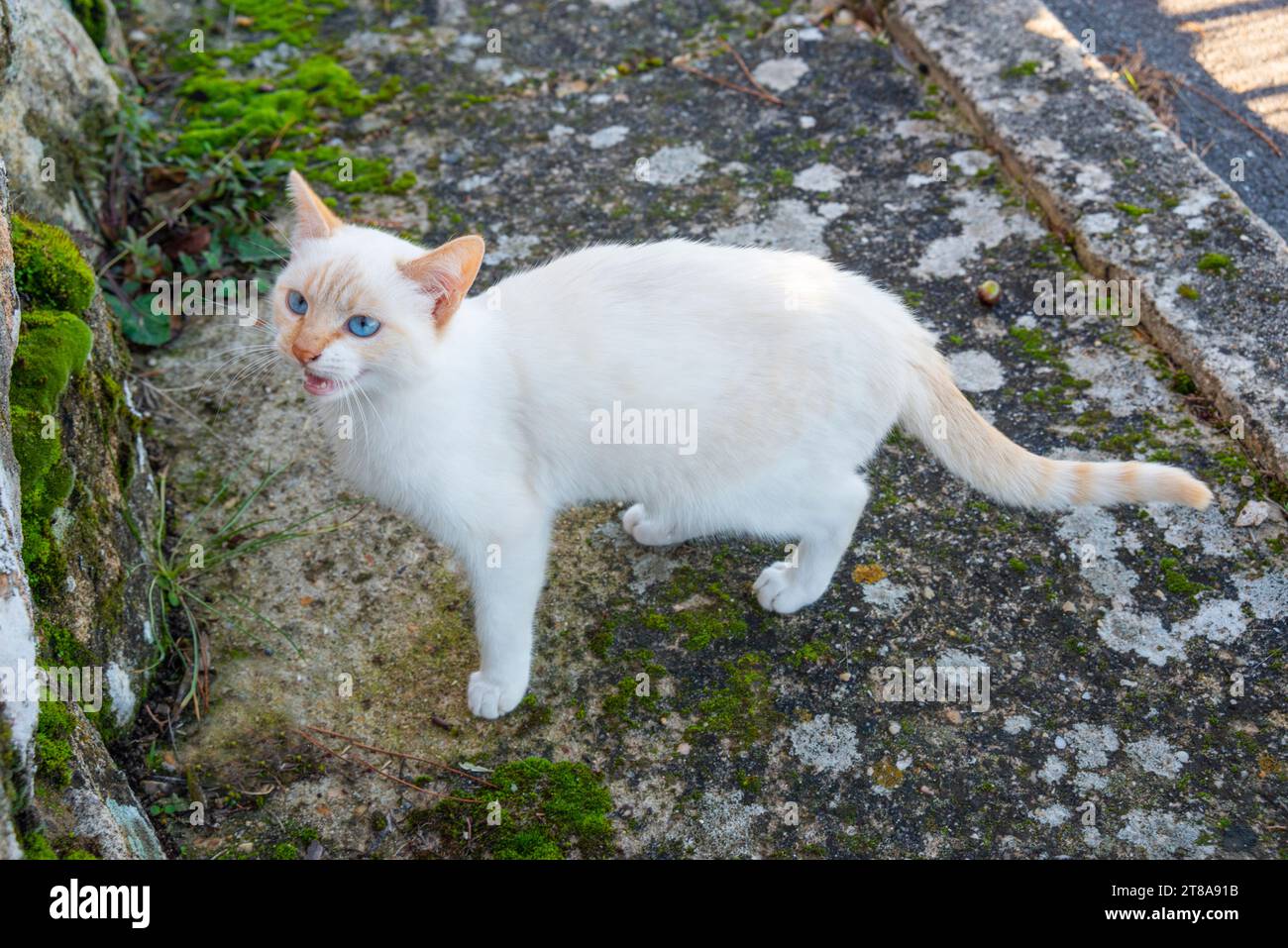 White kitten meowing Stock Photo - Alamy