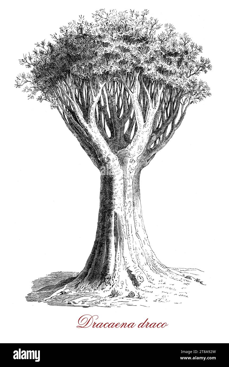 Dragon blood tree cut hi-res stock photography and images - Alamy