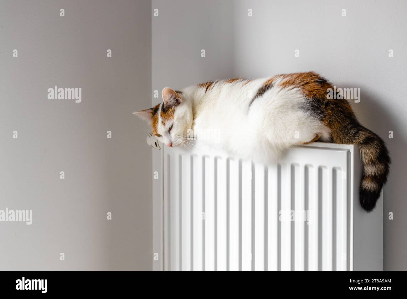A beautiful three-colored cat warms itself on the radiator, Winter ...