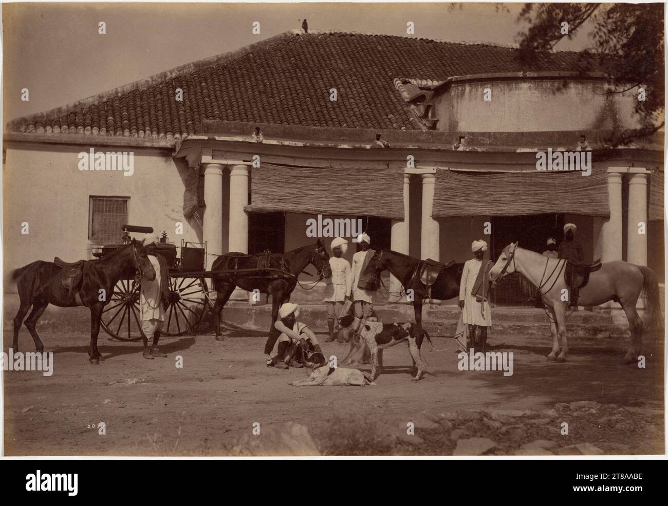 Indian raja monkey hi-res stock photography and images - Alamy