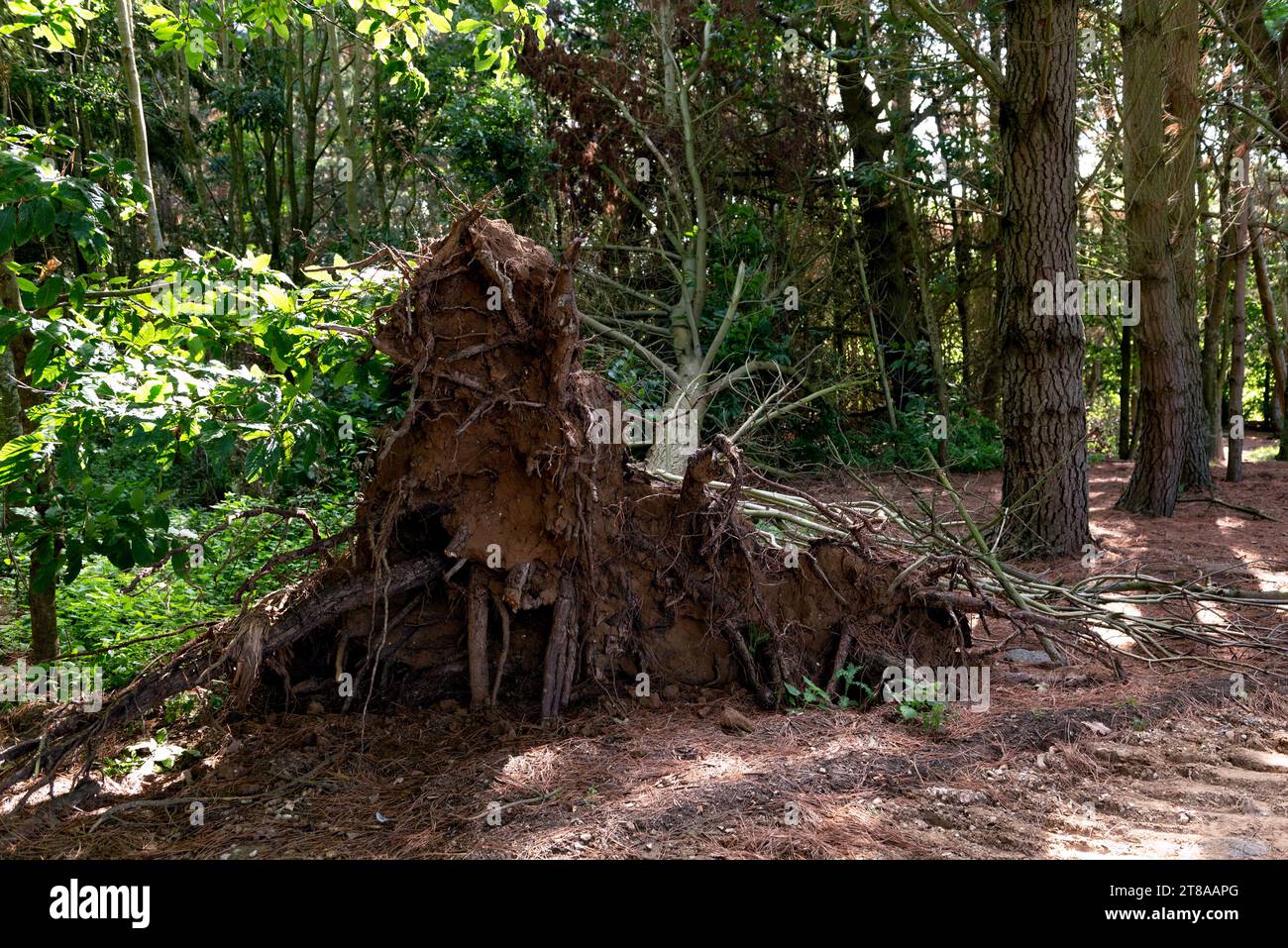 Fallen tree in the woods Stock Photo - Alamy