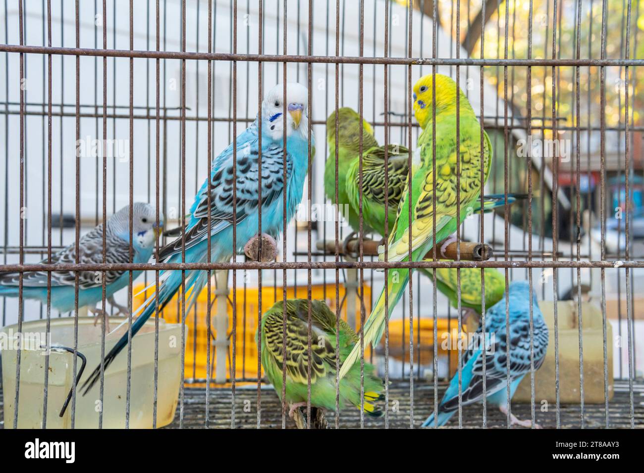 Birds in cage hi-res stock photography and images - Alamy