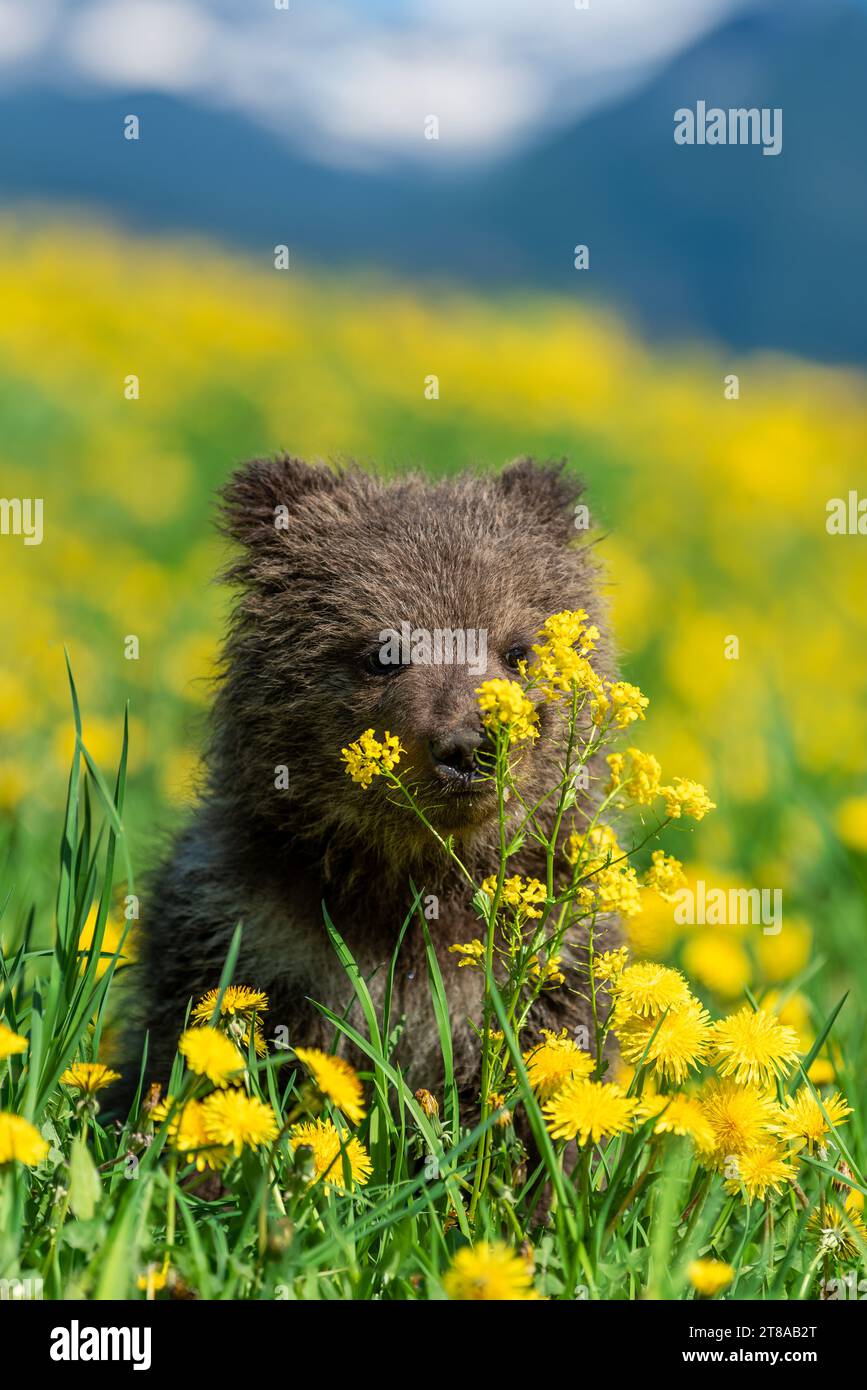 Bear cub in spring grass on mountain background. Dangerous small animal ...