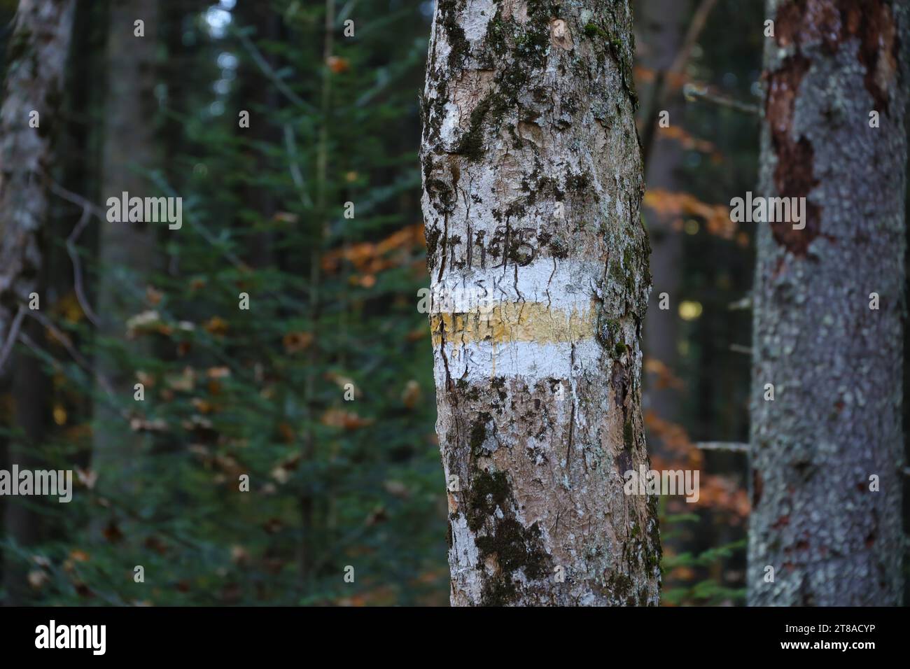 Walking trail background. Yellow and white forest path on brown tree ...
