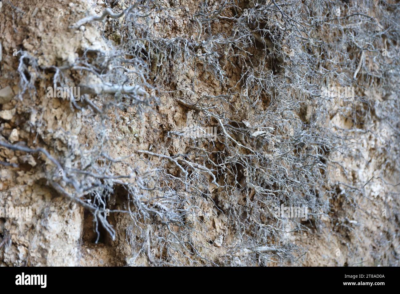 Earth section with different layers of soil, rocks and plant roots ...