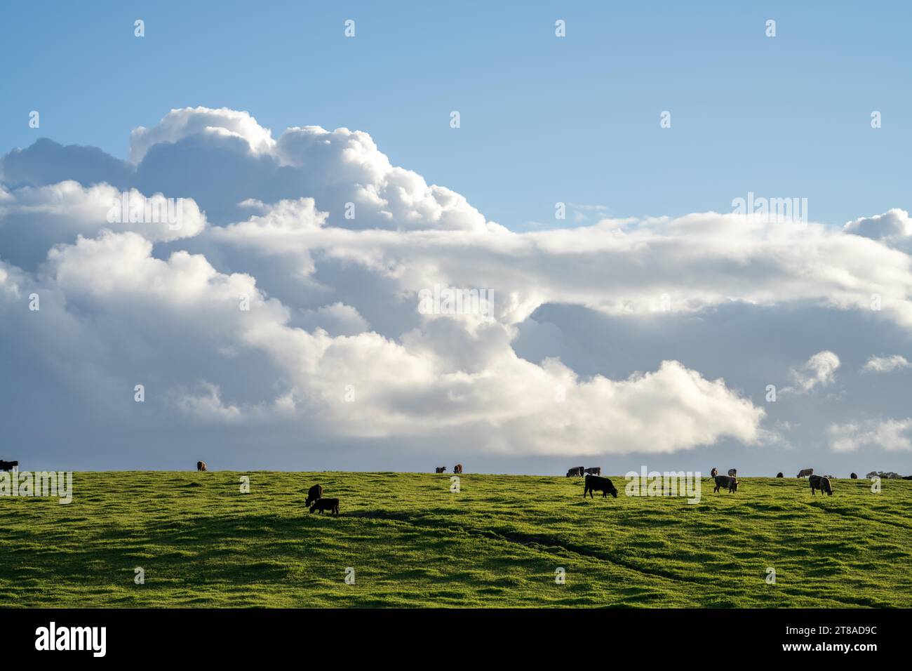 australian farming landscape in springtime with angus and murray grey ...