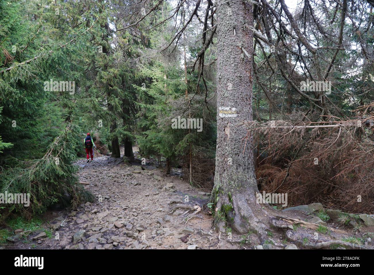 Walking trail background. Yellow and white forest path on brown tree ...