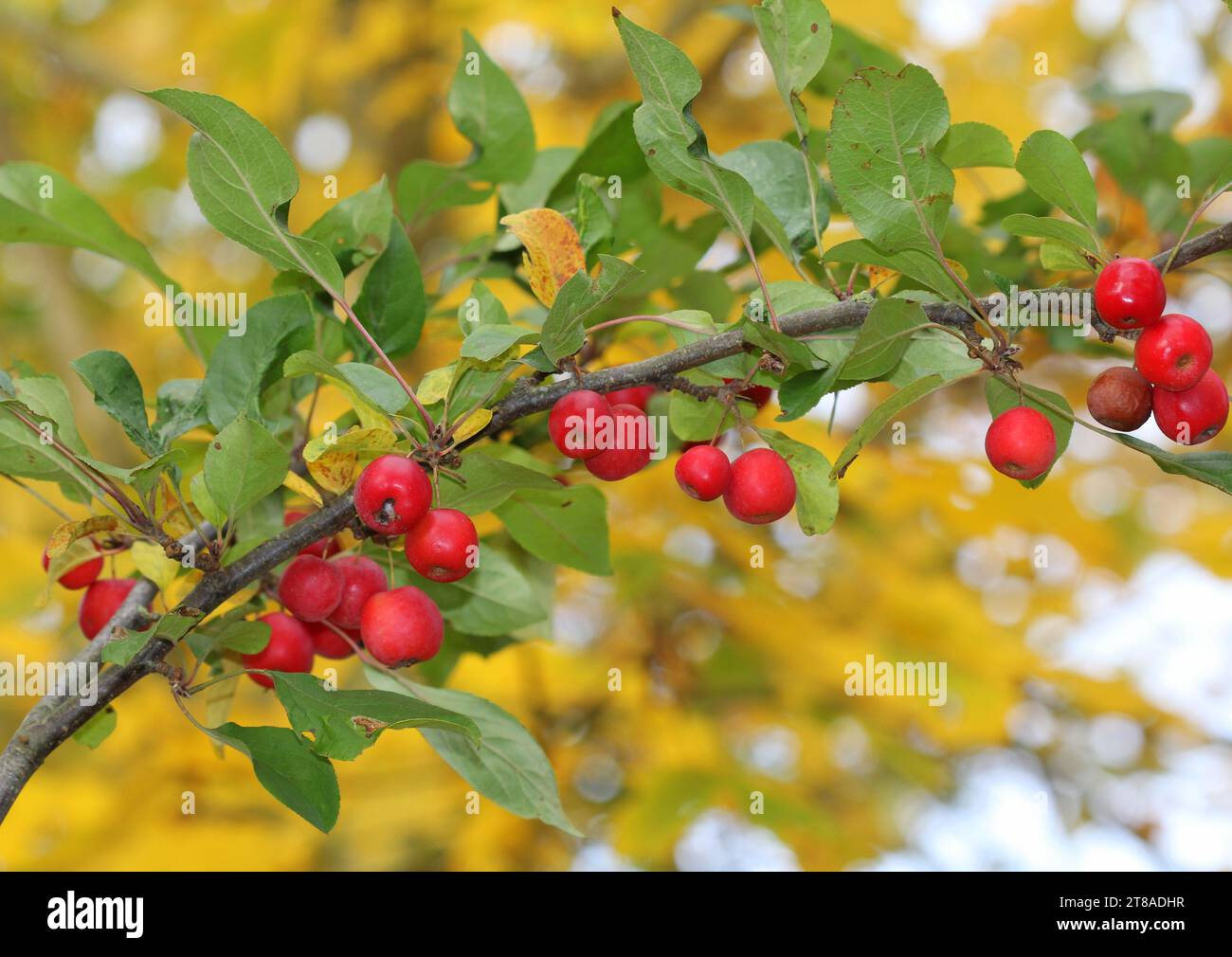 The red crab apples of Malus 'Gorgeous' Stock Photo - Alamy