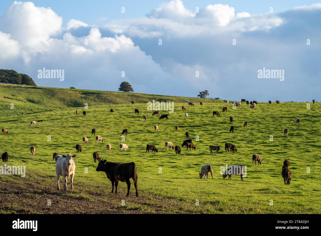 australian farming landscape in springtime with angus and murray grey ...