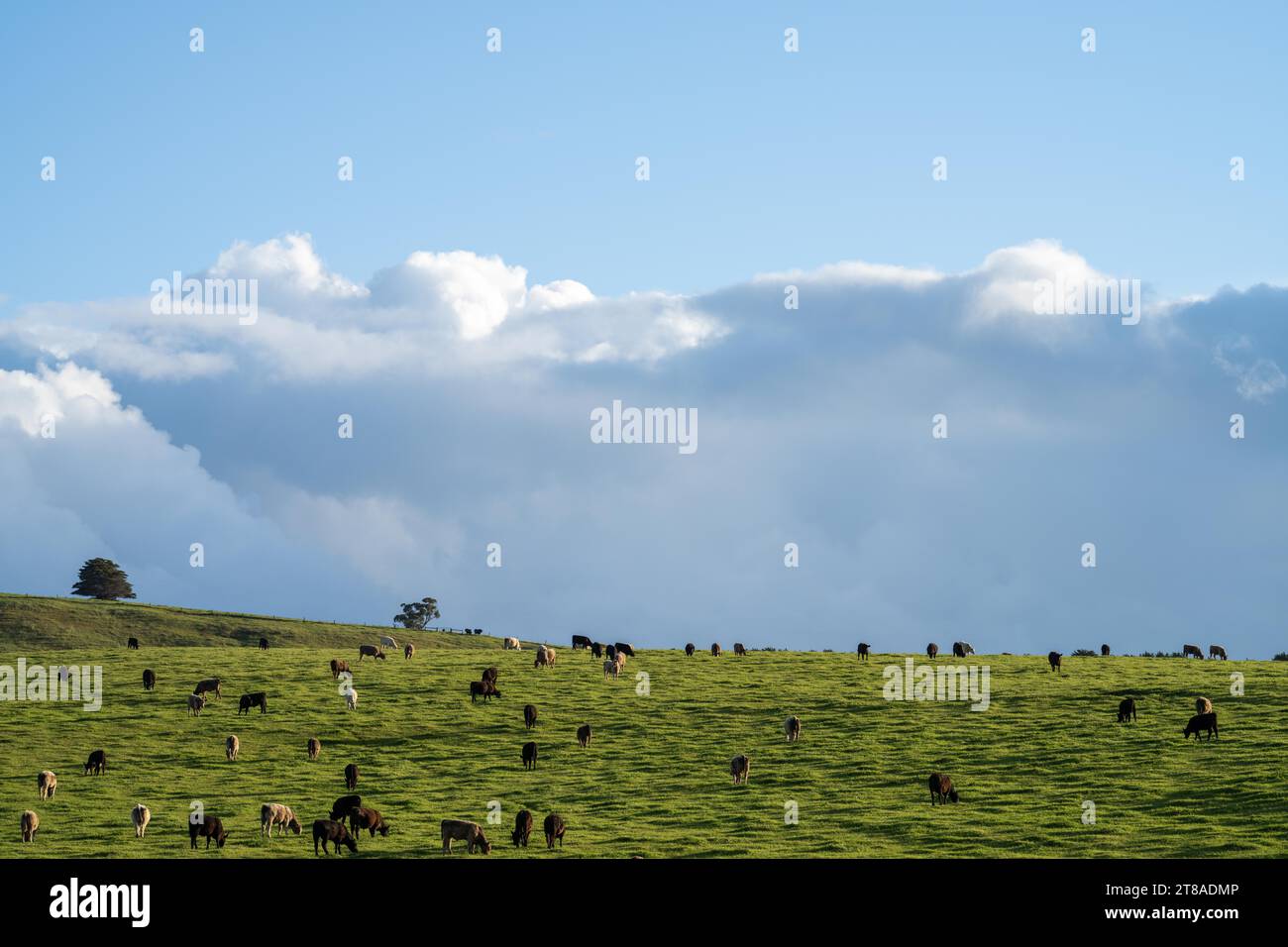 australian farming landscape in springtime with angus and murray grey ...