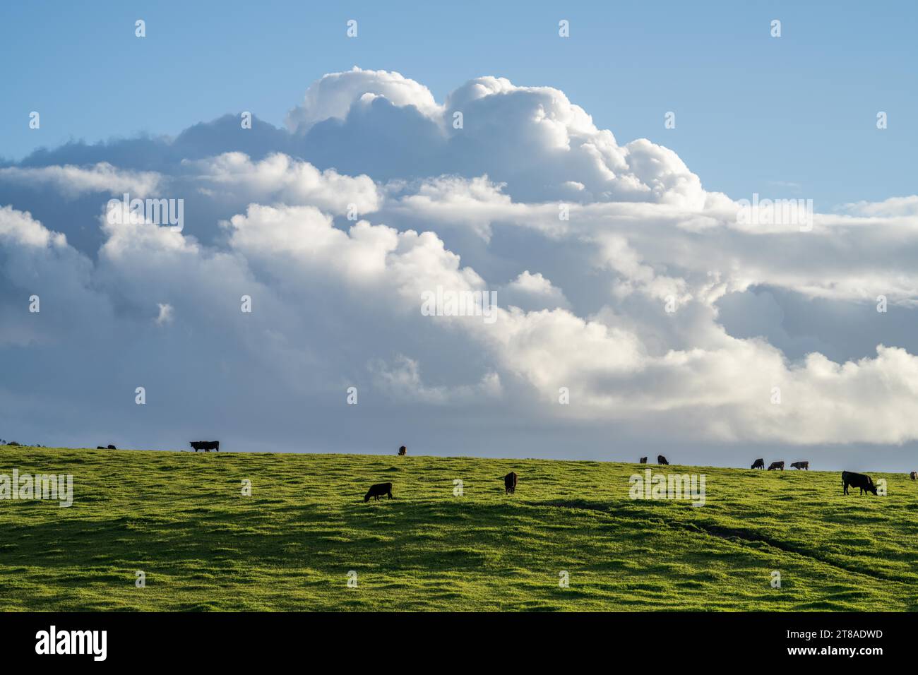 Cows cropping grass hi-res stock photography and images - Alamy