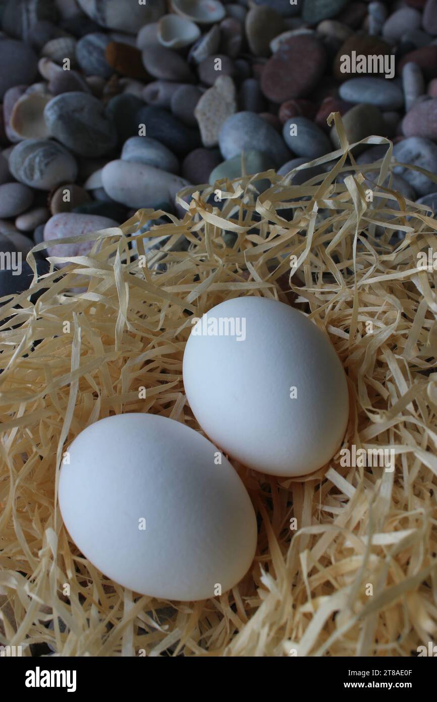 Vertical Stock Photo Of Two Whole Eggs In A Nest On A Sea Stones Stock ...