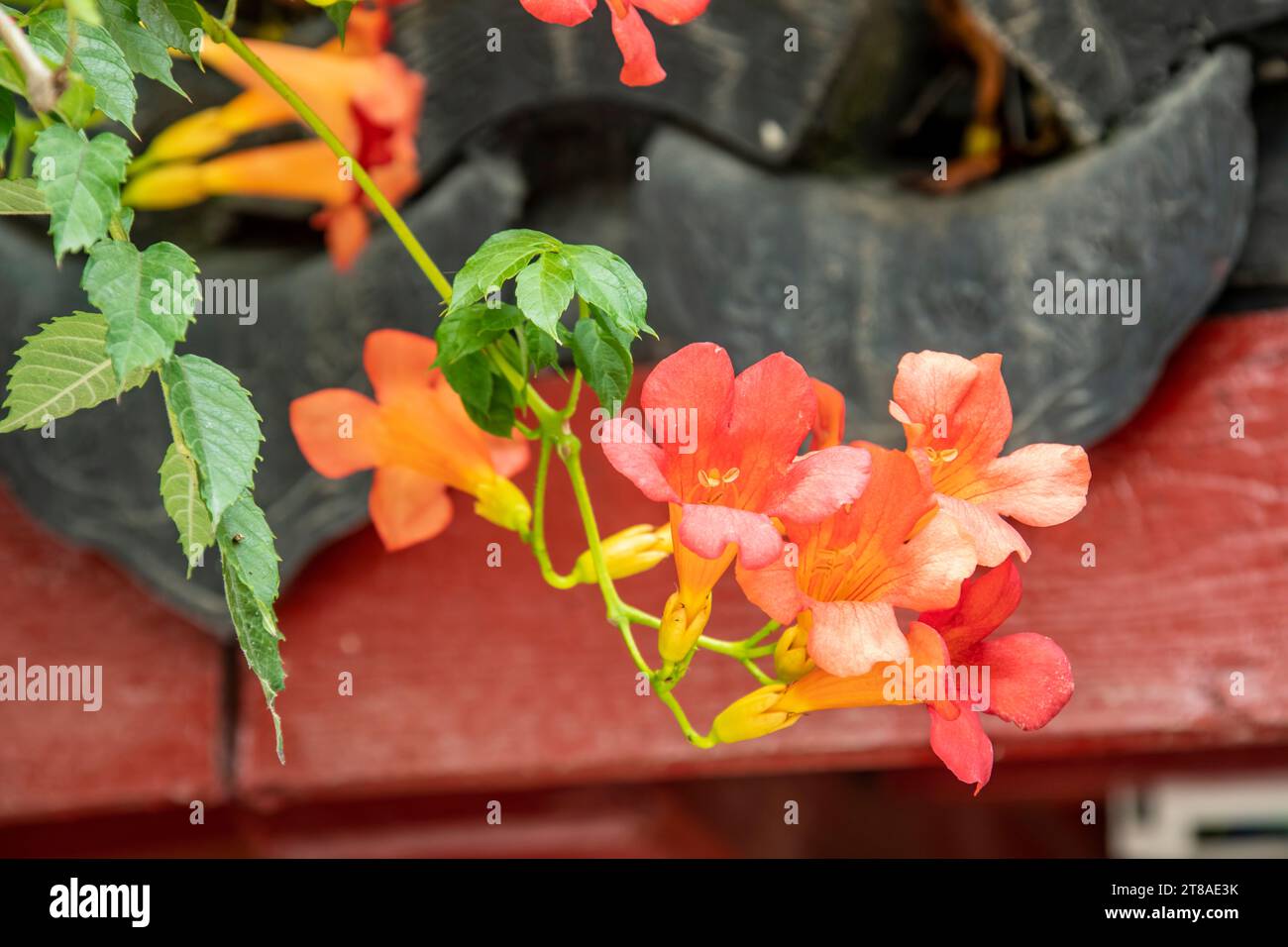 Chinese trumpet vine (Campsis grandiflora). The bokeh background is ...