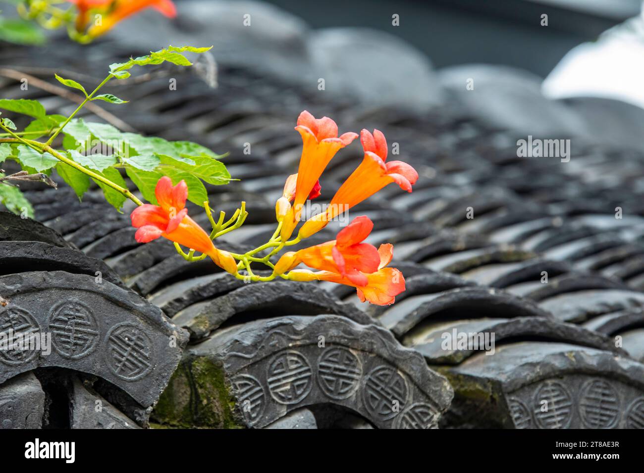 Chinese trumpet vine (Campsis grandiflora). The bokeh background is ...