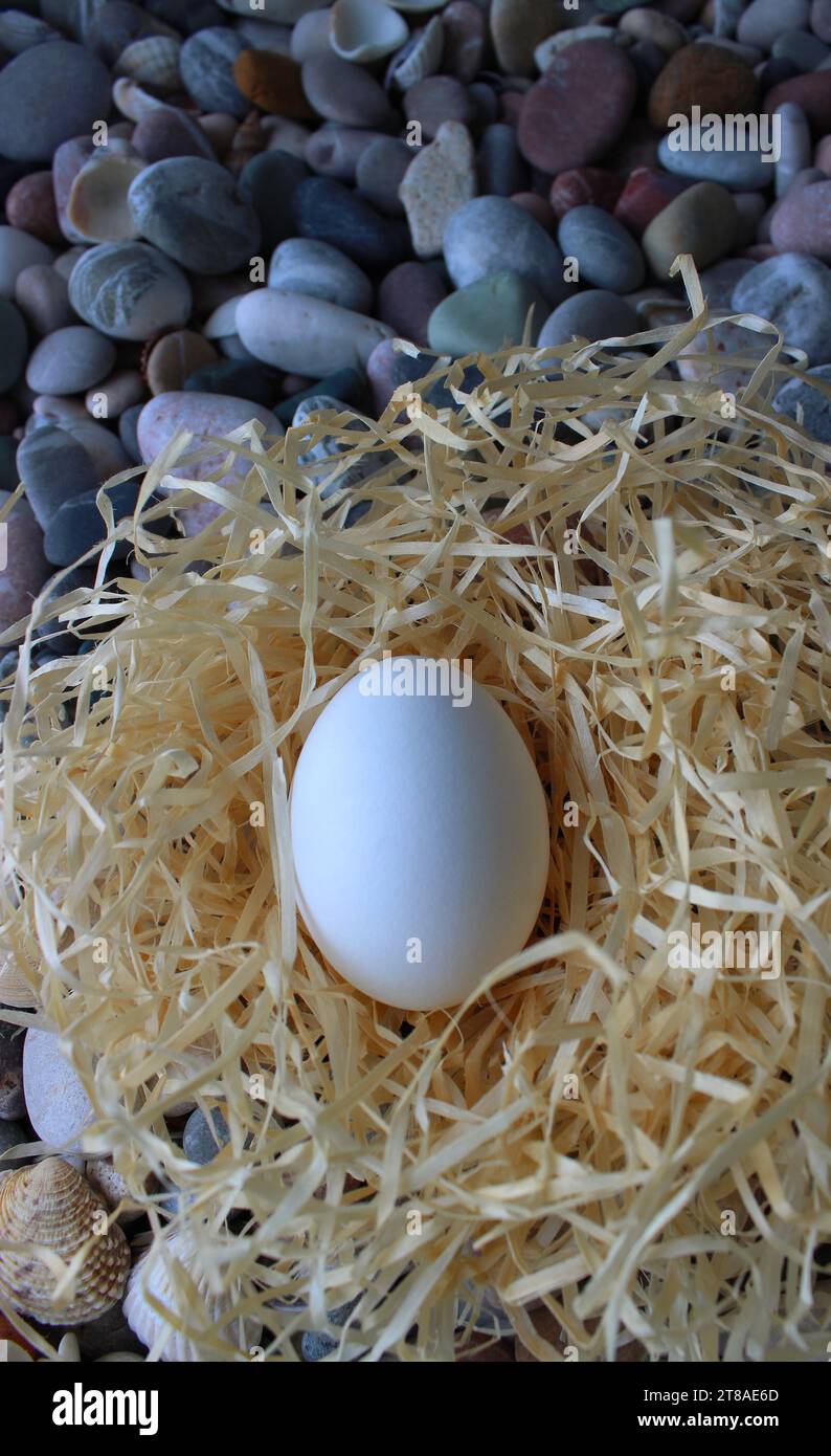Vertical Stock Photo Of Whole White Egg In A Shavings Nest On A Rocks ...