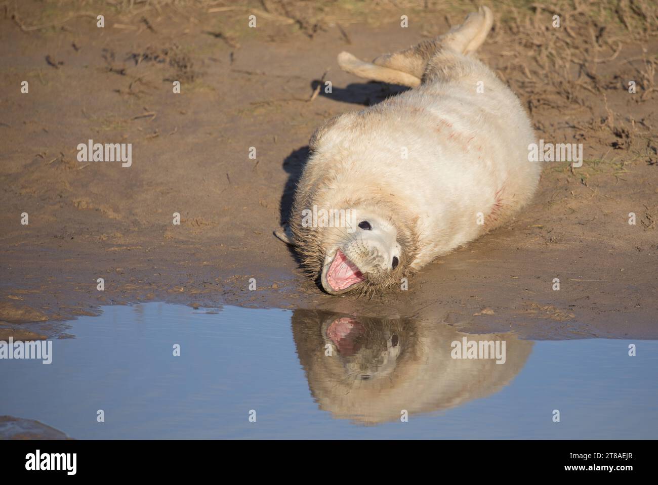 Grey Seal Pup, Donna Nook, Lincolnshire, UK Stock Photo - Alamy