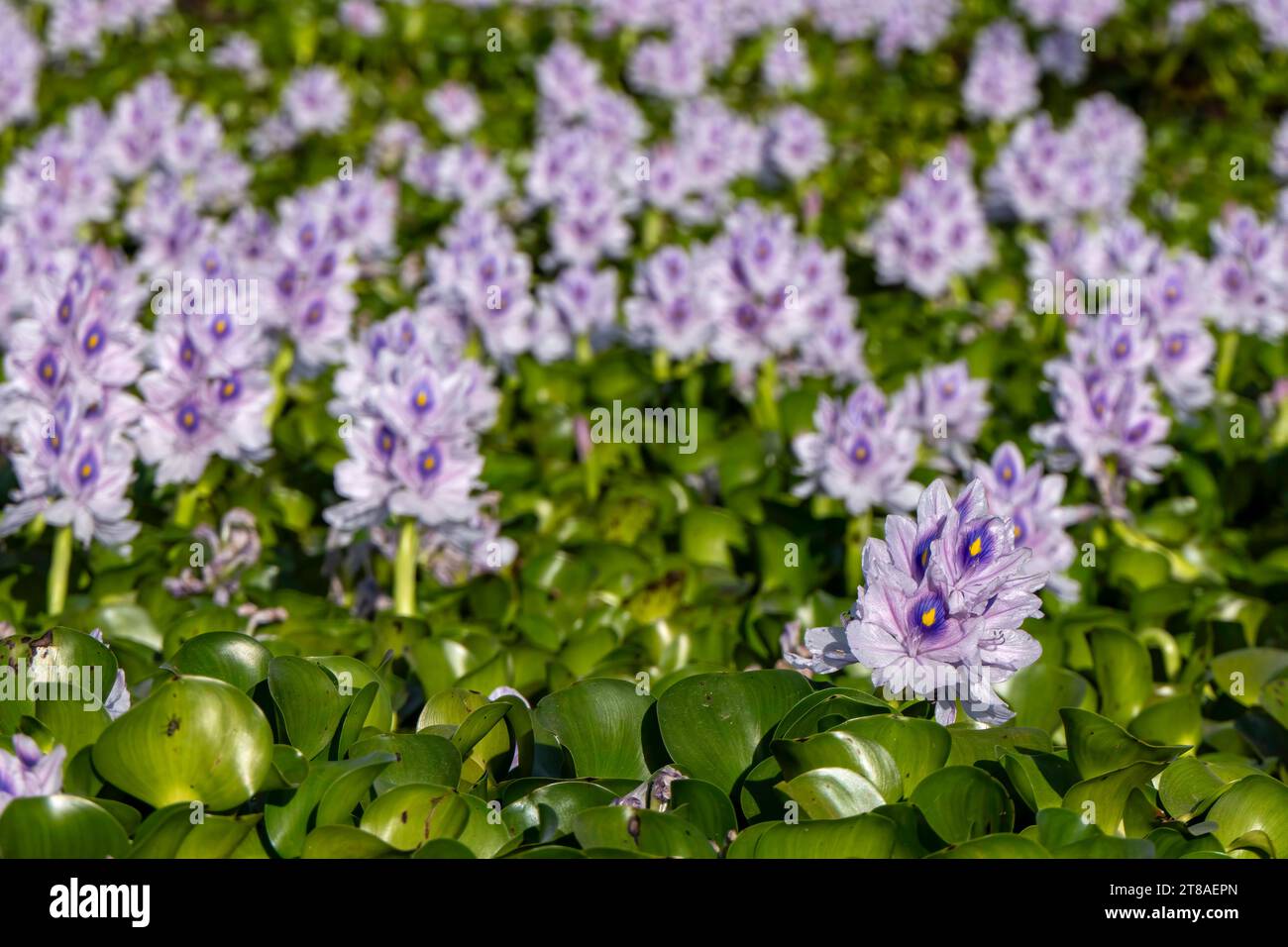 Blooming common water hyacinth flowers from a little pond Stock Photo ...