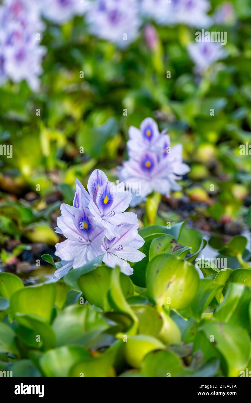Beautiful blooming hyacinth plants hi-res stock photography and images ...